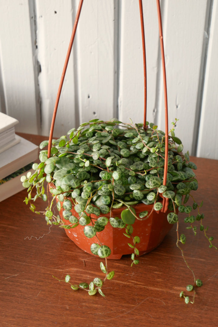 String of turtles – Kyoto Fleurs